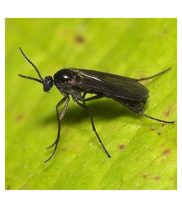 Sciarid Fly Nematodes