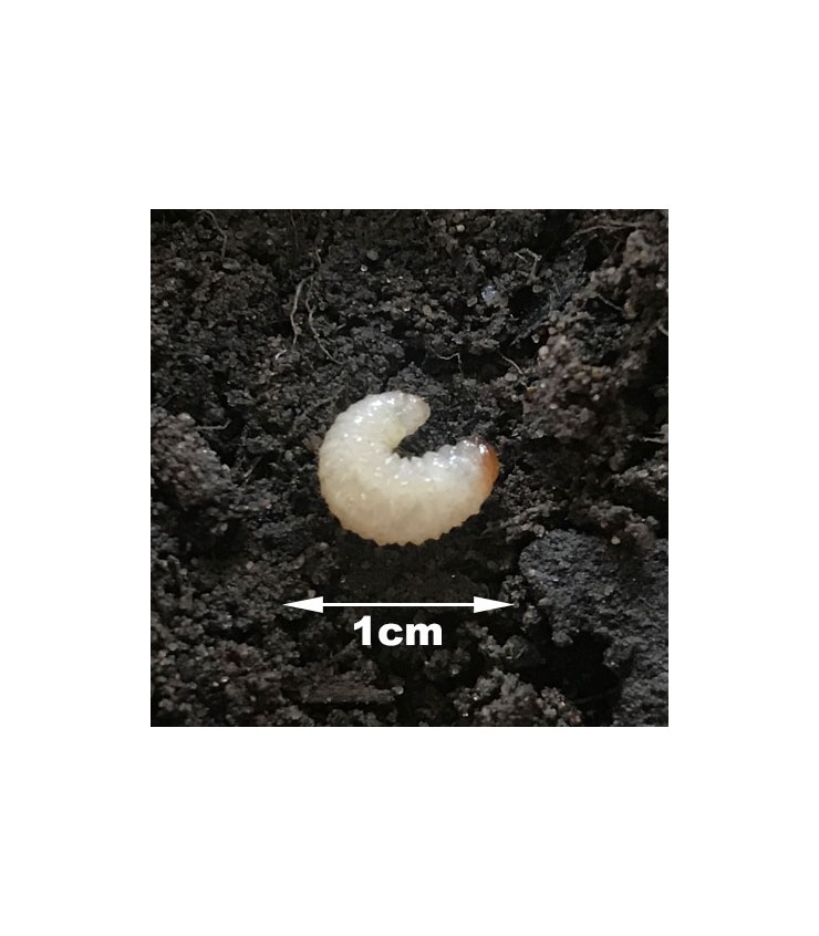 Nemasys Vine Weevil Killer